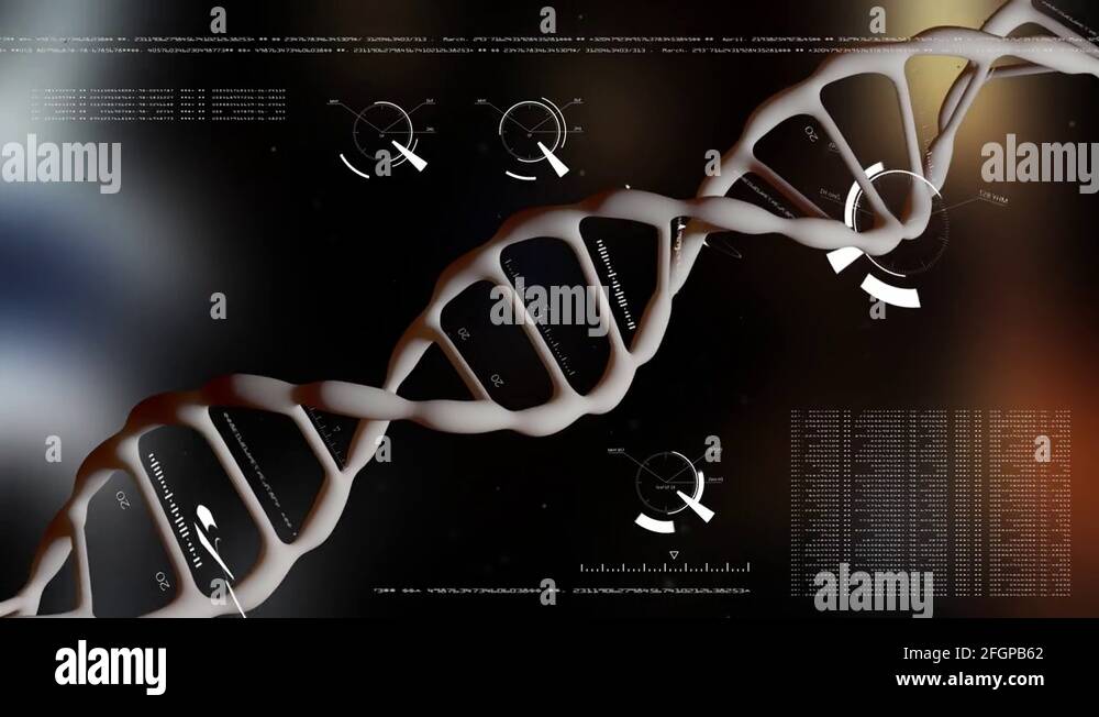 Human evolution tree chart Stock Videos & Footage - HD and 4K Video ...
