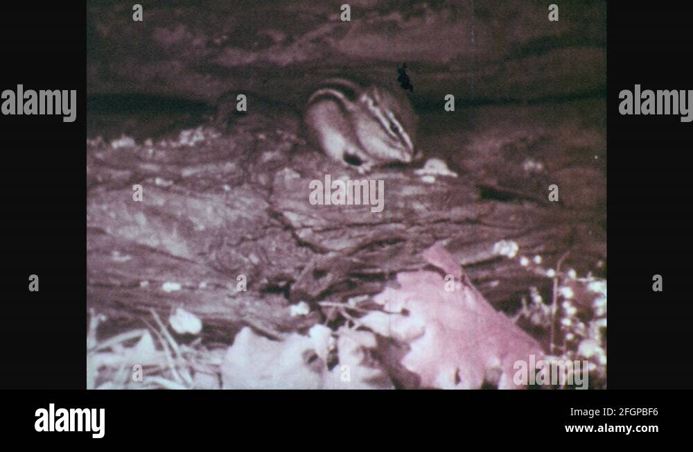 Chipmunk nose Stock Videos & Footage - HD and 4K Video Clips - Alamy