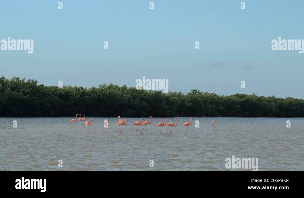 Mangrove swamp yucatan mexico Stock Videos & Footage - HD and 4K Video ...