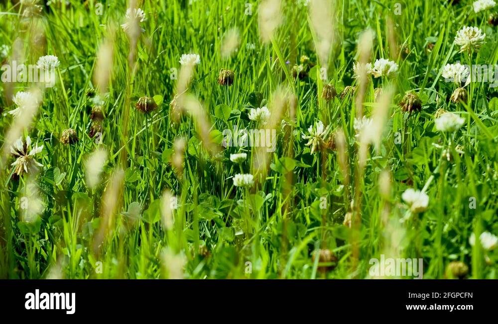 Background springtime grasses Stock Videos & Footage - HD and 4K Video ...