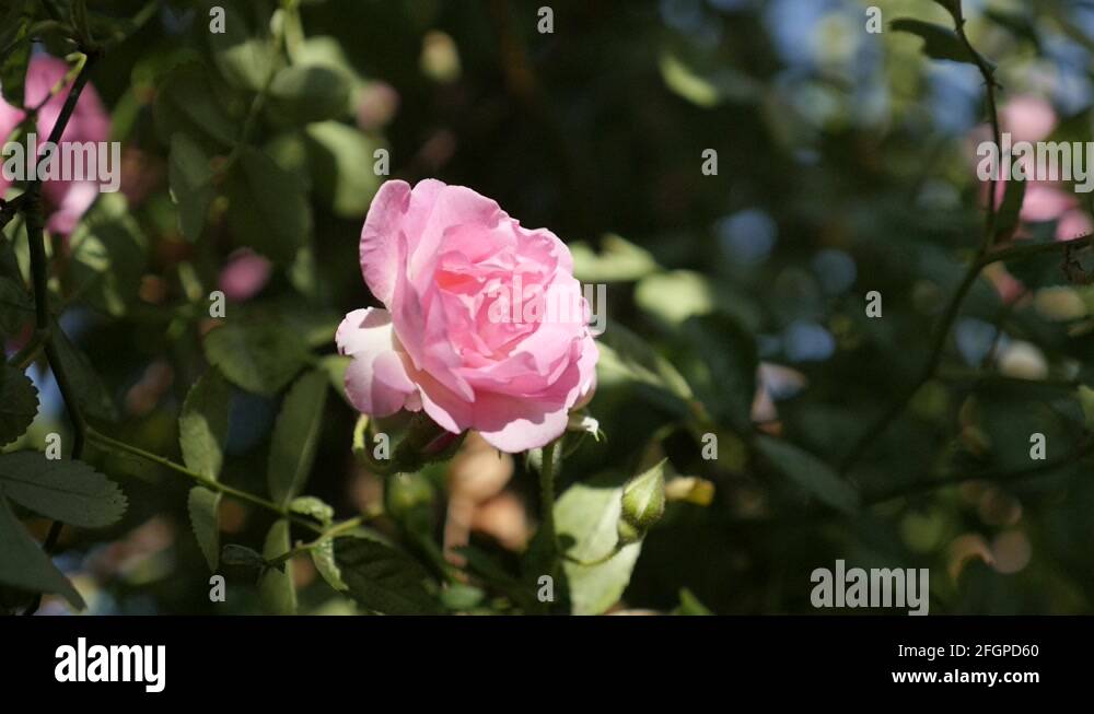 Miniature flower arrangement Stock Videos & Footage - HD and 4K Video ...