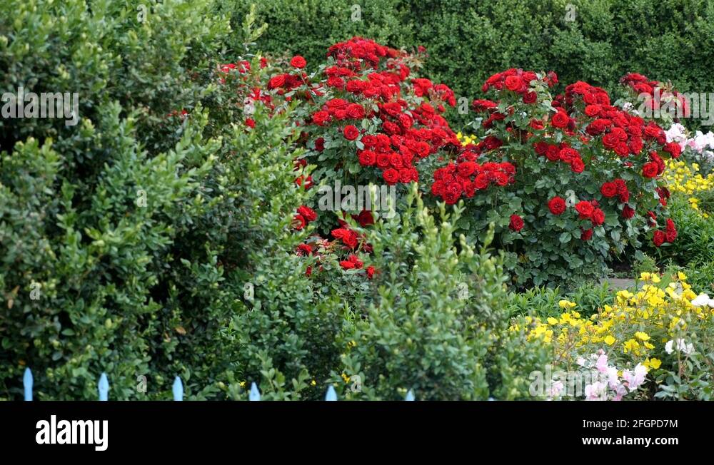 Rose multiflora Stock Videos & Footage - HD and 4K Video Clips - Alamy