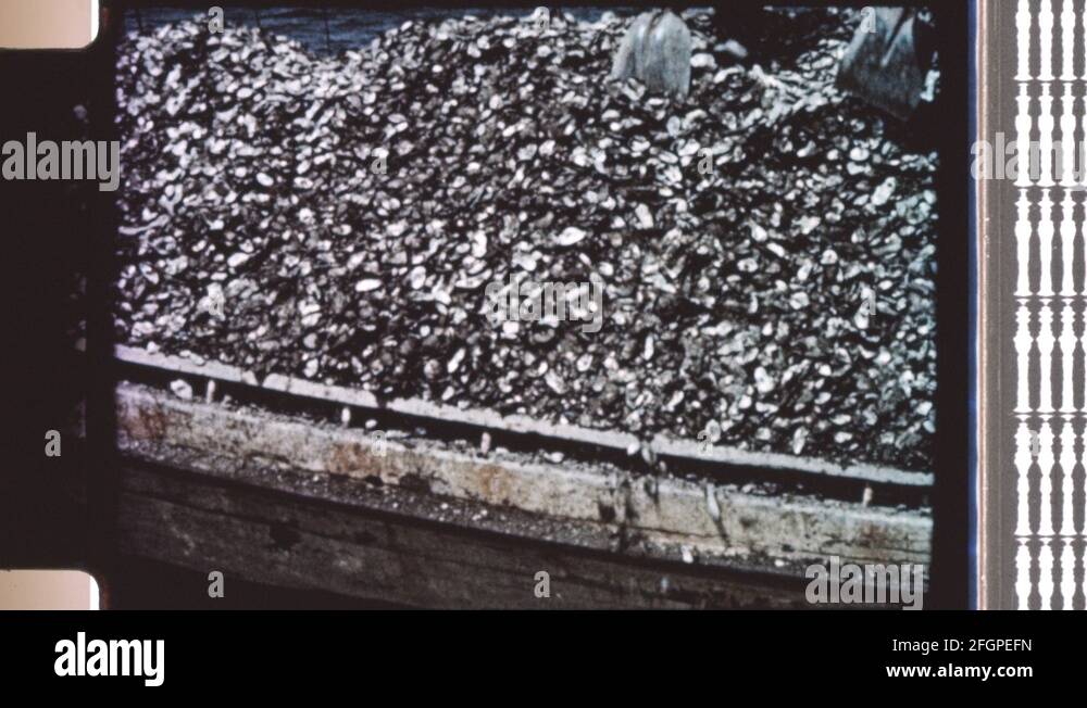 1960s: Fishermen shovel oyster shells off barge into ocean. Fishermen ...