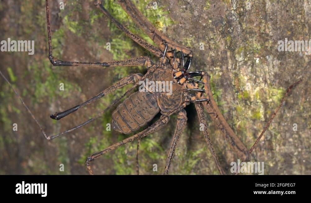 Scorpion fauna Stock Videos & Footage - HD and 4K Video Clips - Alamy