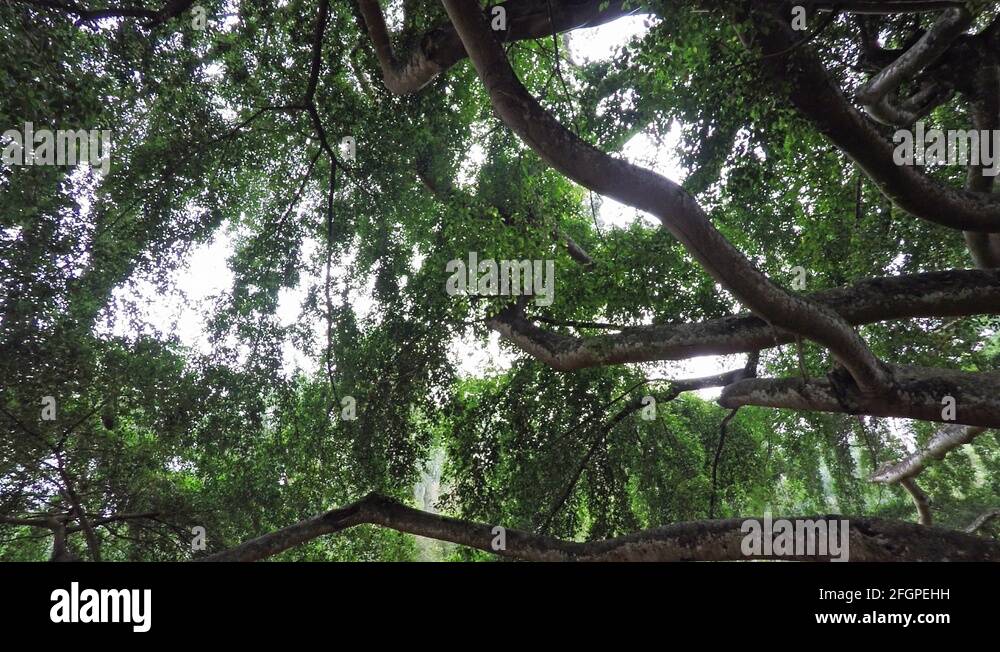 Thich Branches of a Tropical Tree in Sri Lanka Stock Video Footage - Alamy