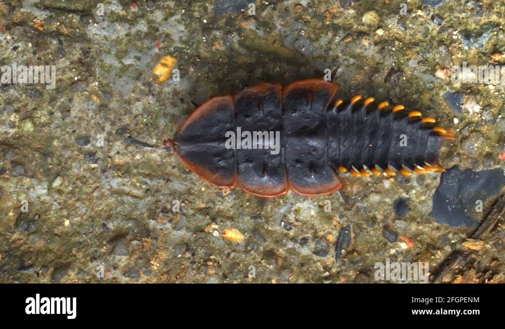 Trilobite beetle Stock Videos & Footage - HD and 4K Video Clips - Alamy