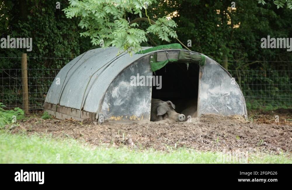 A pig in a farm house Stock Videos & Footage - HD and 4K Video Clips ...