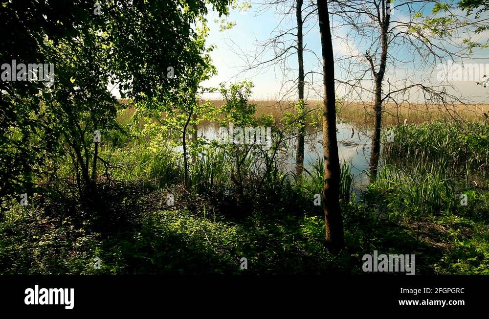 Grasses border Stock Videos & Footage - HD and 4K Video Clips - Alamy