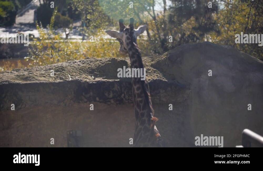 Giraffe and cars Stock Videos & Footage - HD and 4K Video Clips - Alamy
