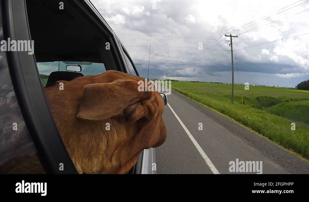 funny dog with jowls flapping out car window rear view GoPro 4k Stock ...
