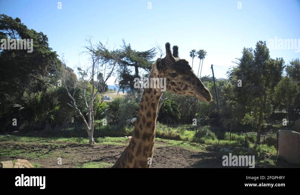 Masai giraffe skin pattern Stock Videos & Footage - HD and 4K Video ...