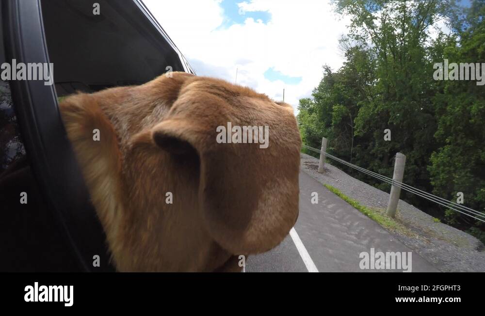 dog head out window in wind 4k rear view GoPro Stock Video Footage - Alamy