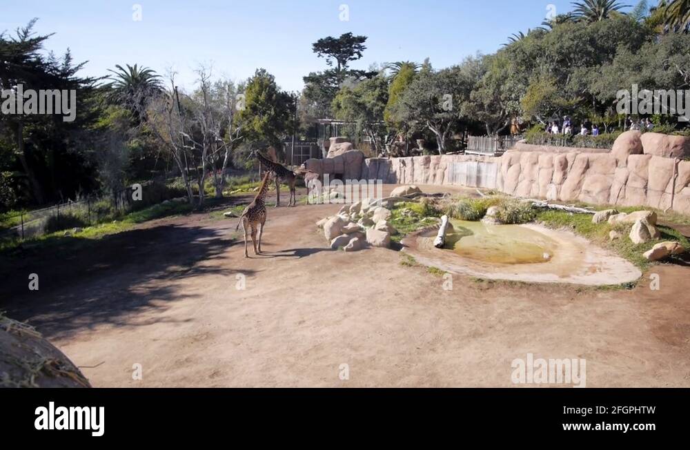 Giraffe enclosure Stock Videos & Footage - HD and 4K Video Clips - Alamy