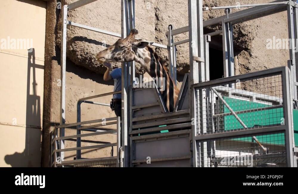 Zoo keeper Stock Videos & Footage - HD and 4K Video Clips - Alamy