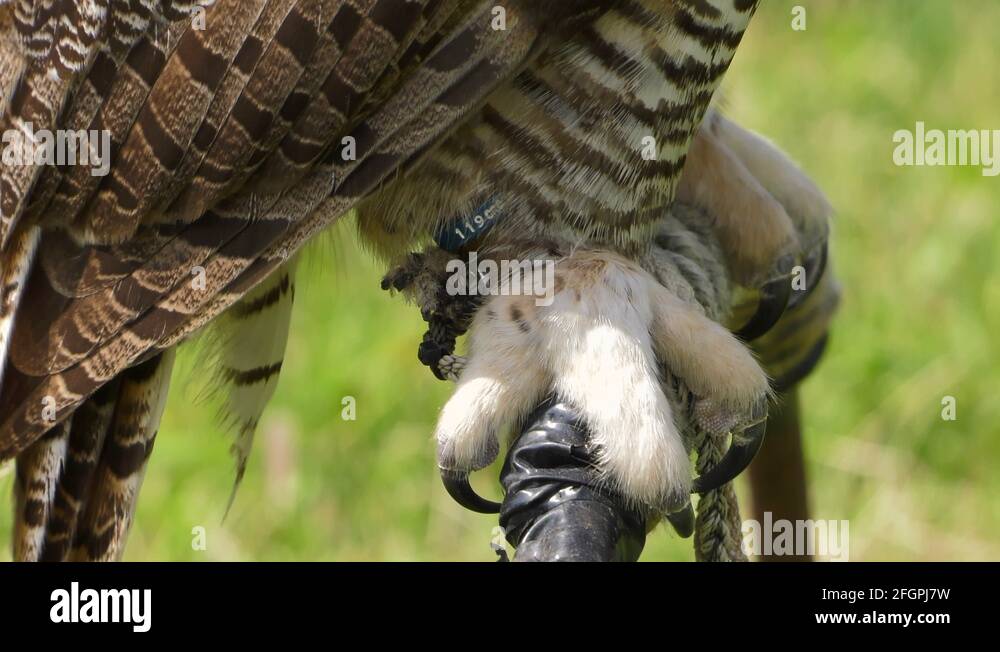 horned owl talons closeup 4k Stock Video Footage - Alamy