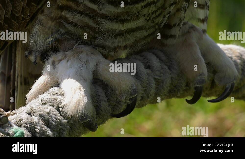 Raptor talons Stock Videos & Footage - HD and 4K Video Clips - Alamy