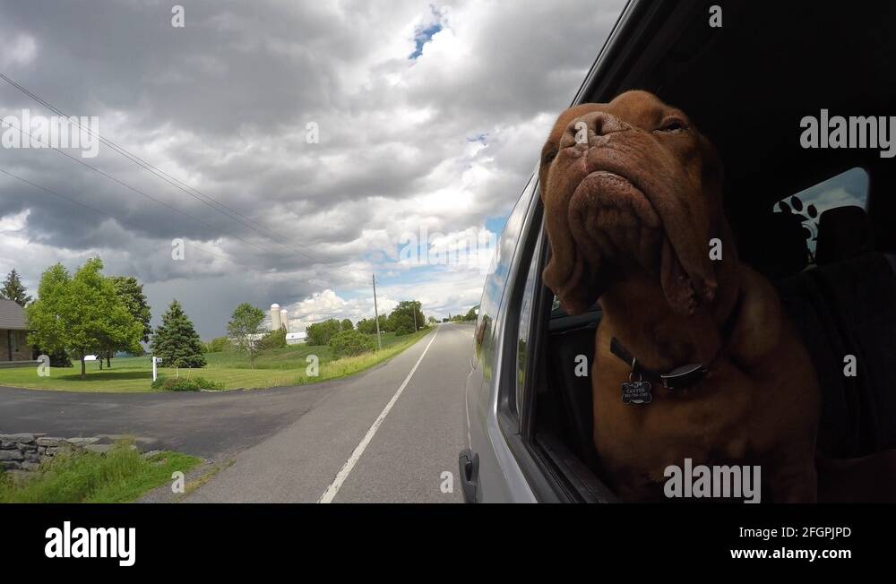 dog has a good life with car rides 4k Stock Video Footage - Alamy