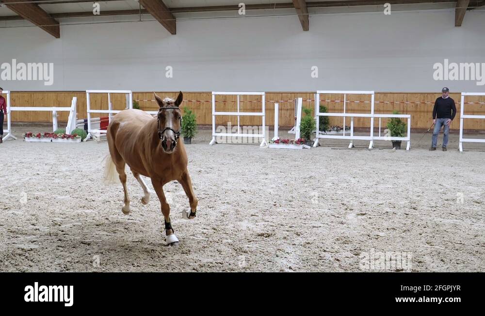 Horse galloping in slow motion Stock Video Footage - Alamy
