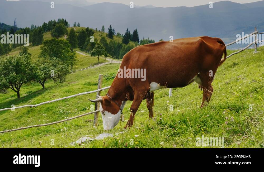 Cow with a bell on the neck Stock Videos & Footage - HD and 4K Video ...