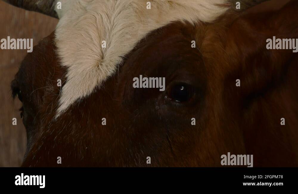 Eyes cow Stock Videos & Footage - HD and 4K Video Clips - Alamy