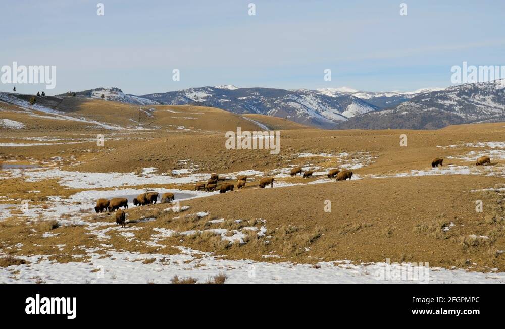 Bison pack Stock Videos & Footage - HD and 4K Video Clips - Alamy