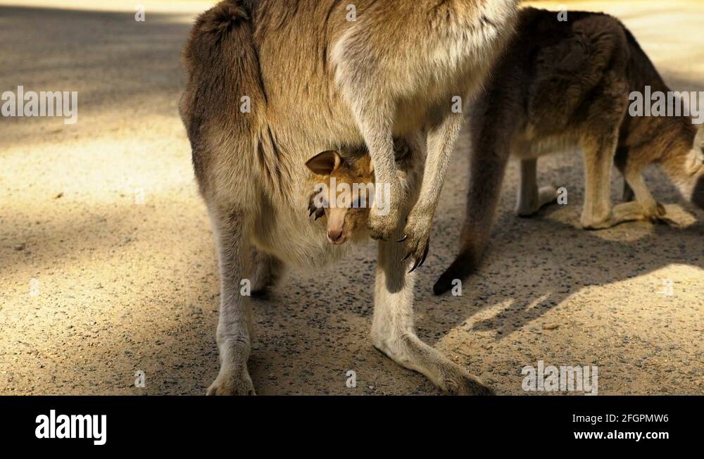 A kangaroo pouch Stock Videos & Footage - HD and 4K Video Clips - Alamy