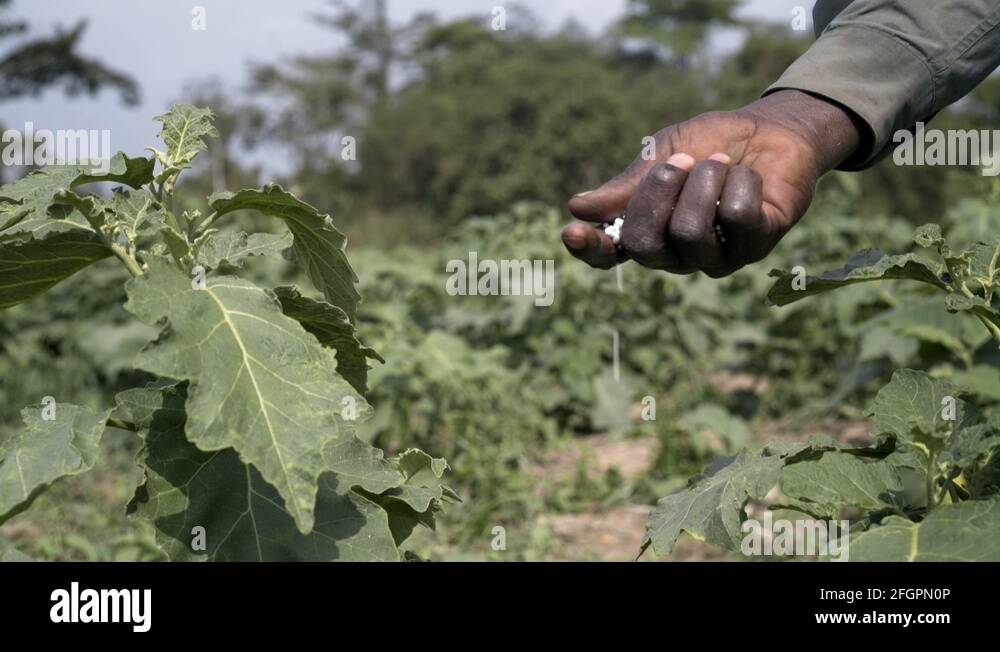 Seeds for farmers Stock Videos & Footage - HD and 4K Video Clips - Alamy