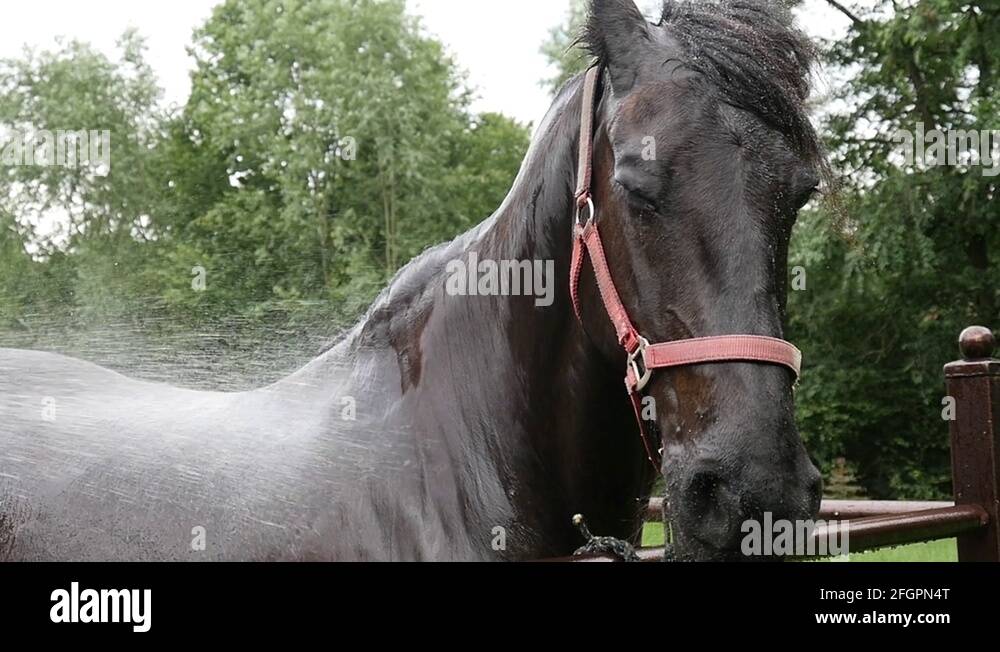 Stable worker Stock Videos & Footage - HD and 4K Video Clips - Alamy