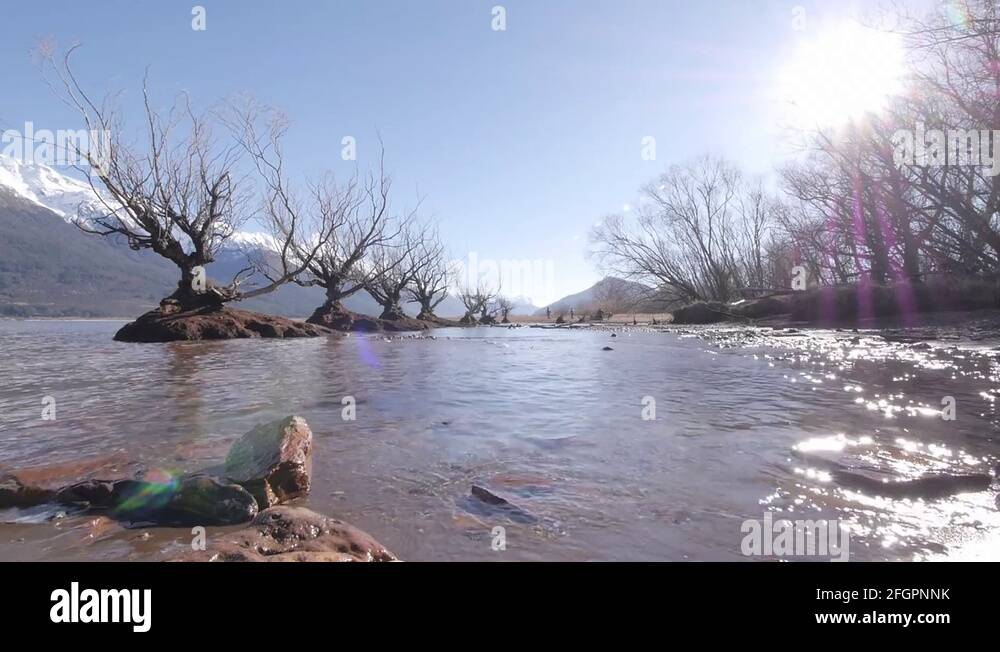 Drowning trees Stock Videos & Footage - HD and 4K Video Clips - Alamy