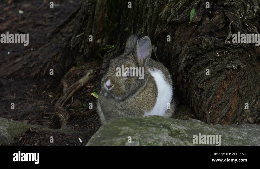 Rabbit tree trunk Stock Videos & Footage - HD and 4K Video Clips - Alamy