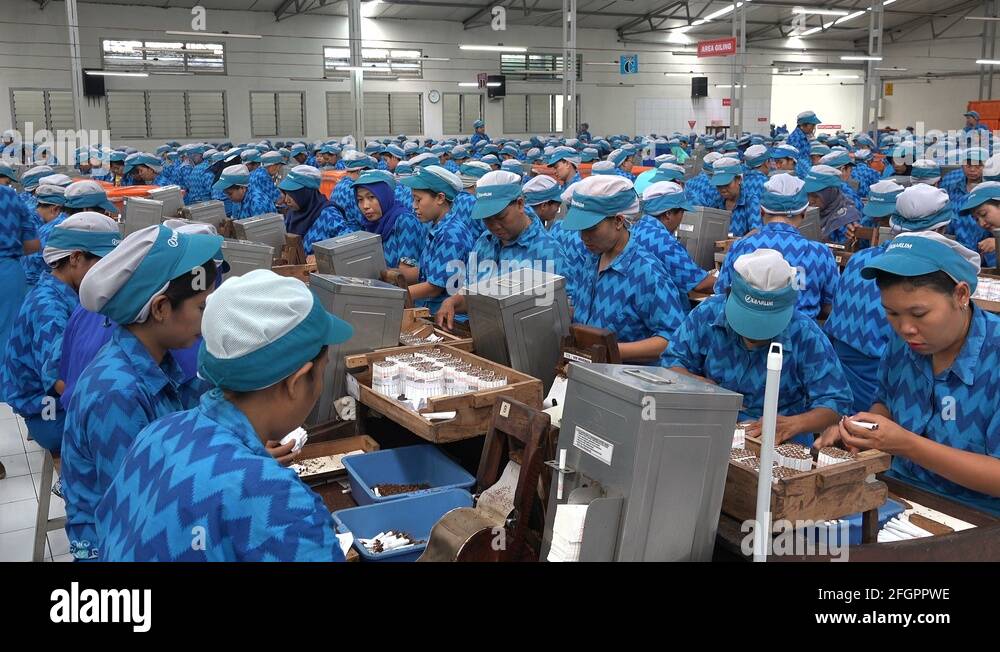 Manual production line of Djarum kretek cigarette factory Indonesia ...