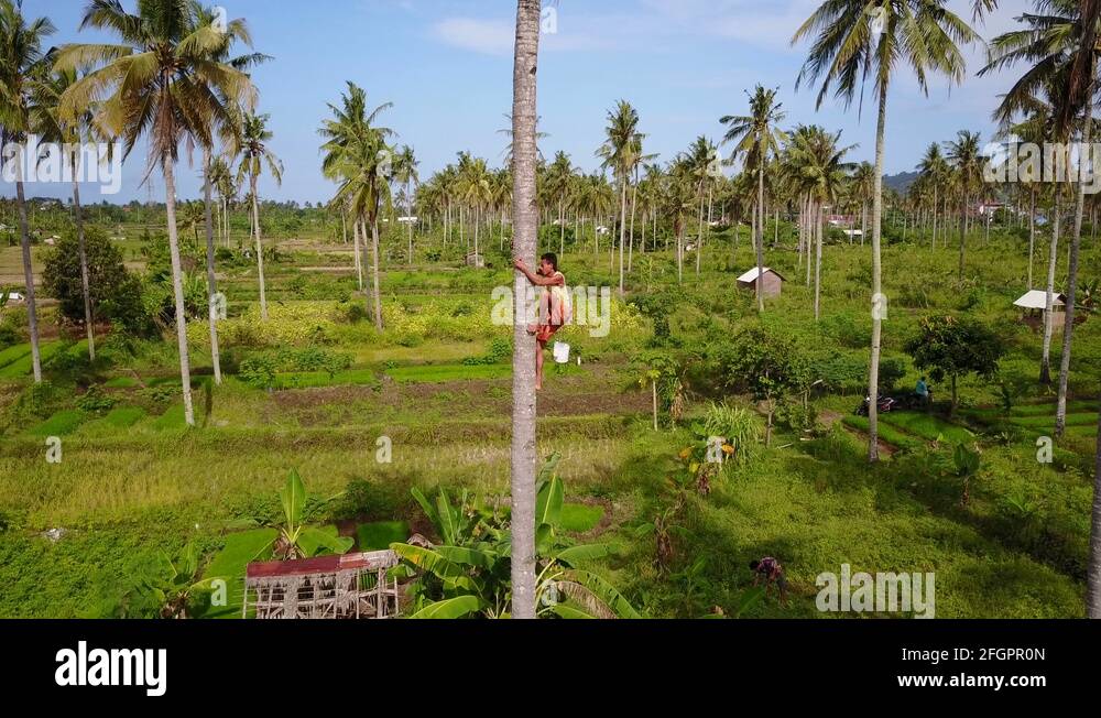 Indonesia tree climbing Stock Videos & Footage - HD and 4K Video Clips ...