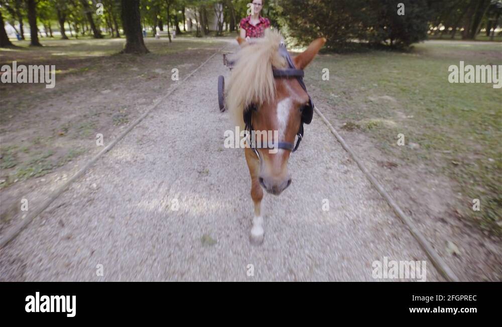 Pony driving Stock Videos & Footage - HD and 4K Video Clips - Alamy