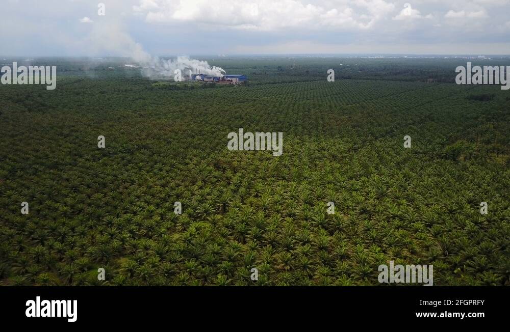 Malaysia trees Stock Videos & Footage - HD and 4K Video Clips - Alamy