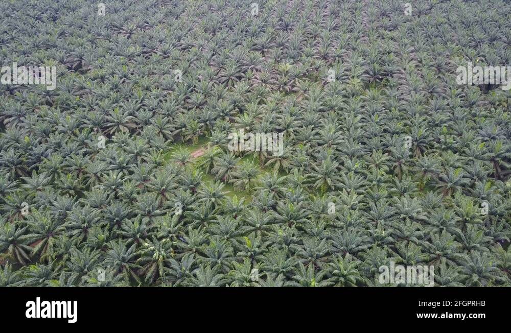 Malaysian plantation Stock Videos & Footage - HD and 4K Video Clips - Alamy