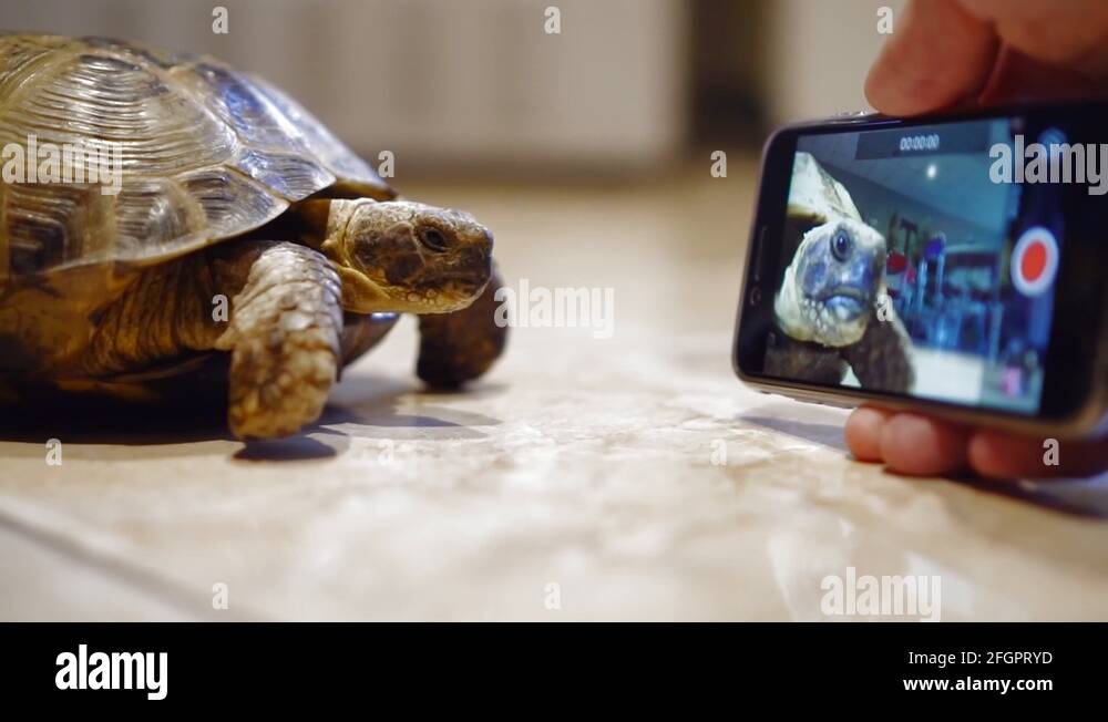 Illustration of a tortoise Stock Videos & Footage - HD and 4K Video ...
