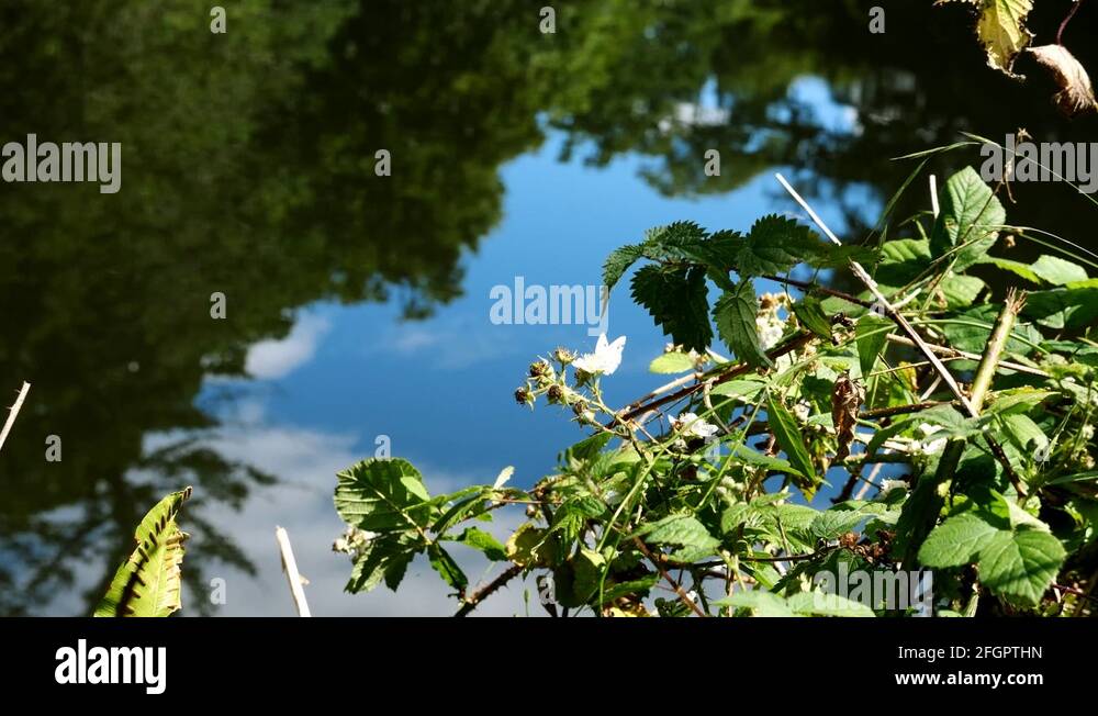 Calm butterfly Stock Videos & Footage - HD and 4K Video Clips - Alamy