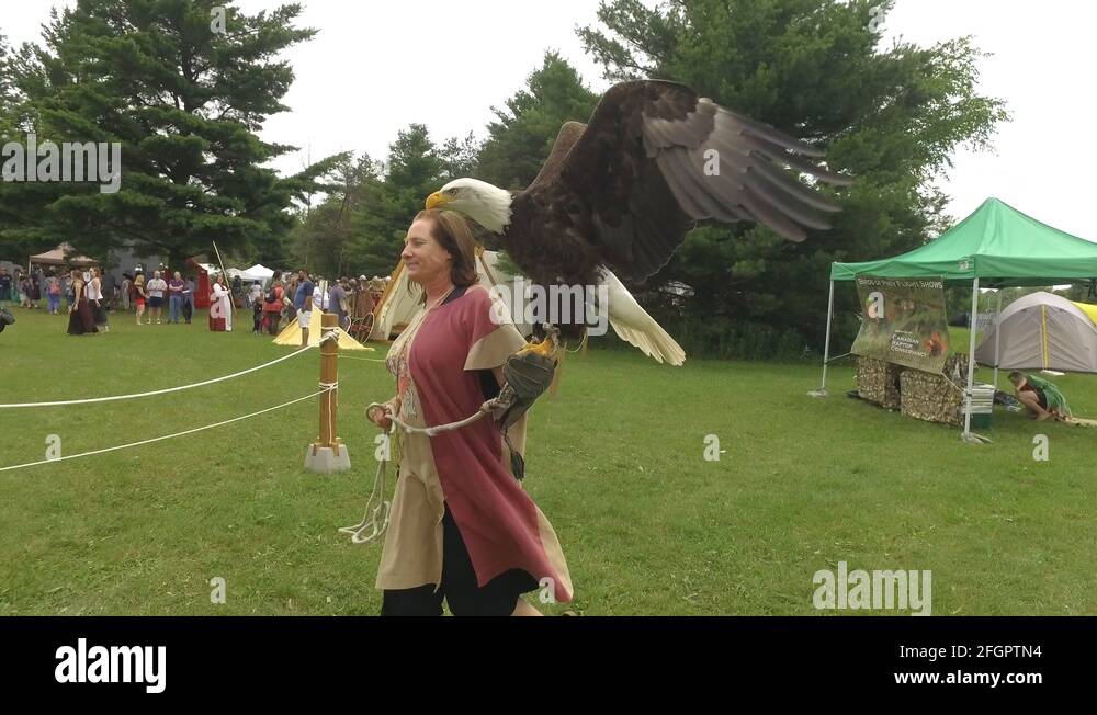 Eagle wingspan Stock Videos & Footage - HD and 4K Video Clips - Alamy
