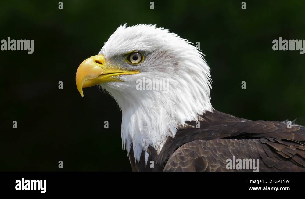 Eagle side profile Stock Videos & Footage - HD and 4K Video Clips - Alamy