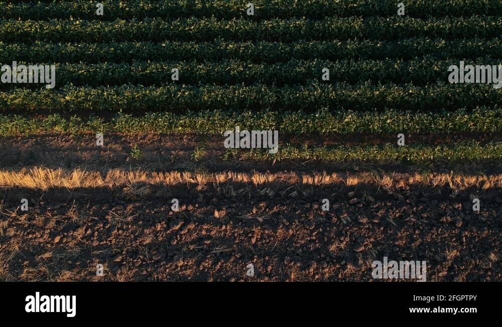 Soybean field empty Stock Videos & Footage - HD and 4K Video Clips - Alamy