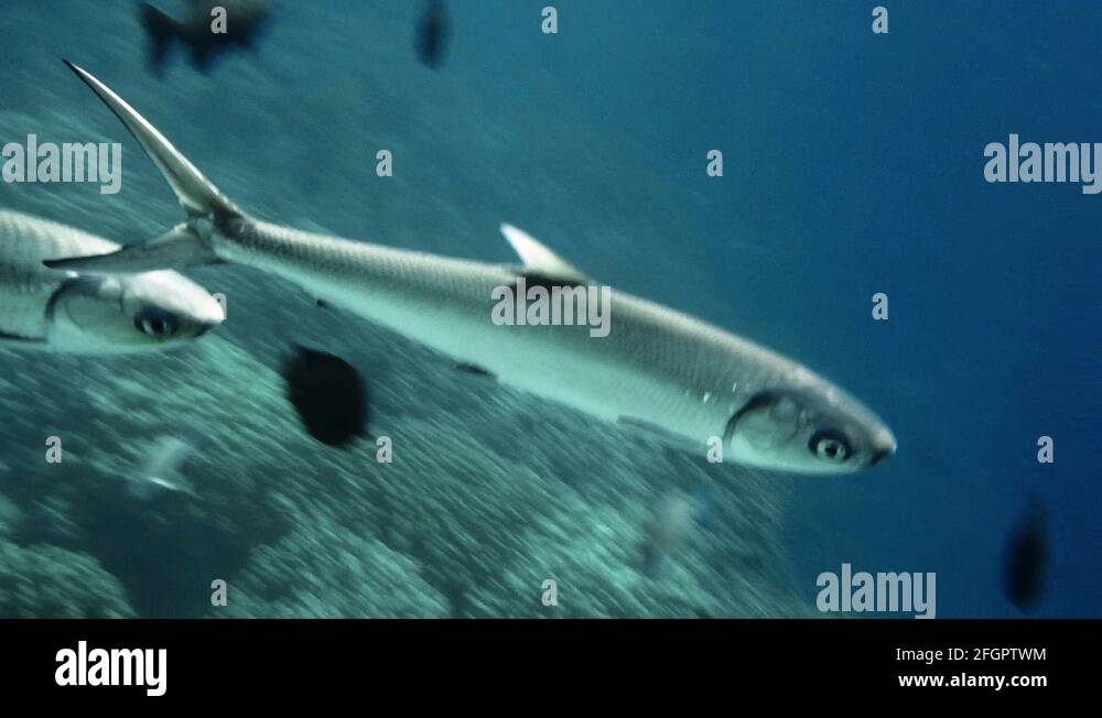 Pyramid butterflyfish Hemitaurichthys polylepis underwater in Red sea ...