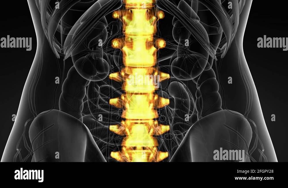 SPINE bone skeleton x-ray scan Stock Video Footage - Alamy