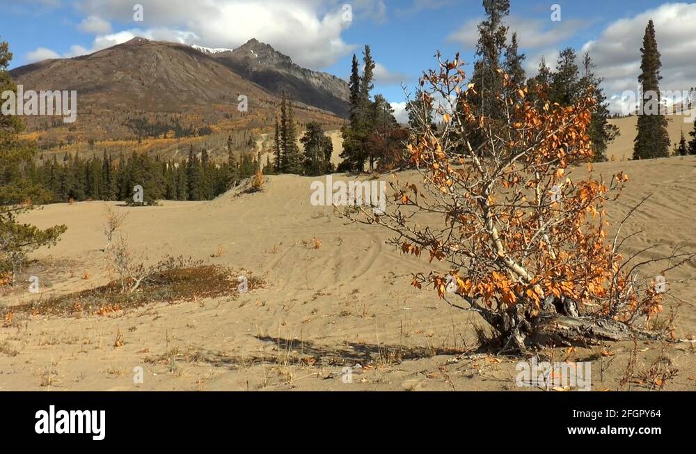 Desert patch Stock Videos & Footage - HD and 4K Video Clips - Alamy