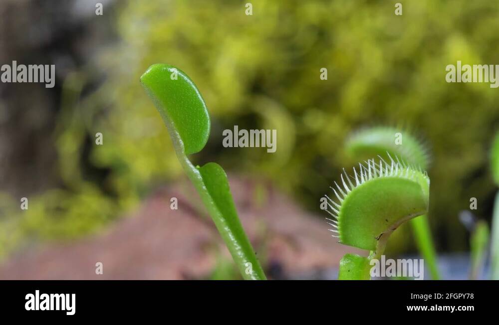 Pitcher trap Stock Videos & Footage - HD and 4K Video Clips - Alamy