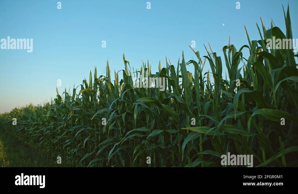 The fodder Stock Videos & Footage - HD and 4K Video Clips - Alamy