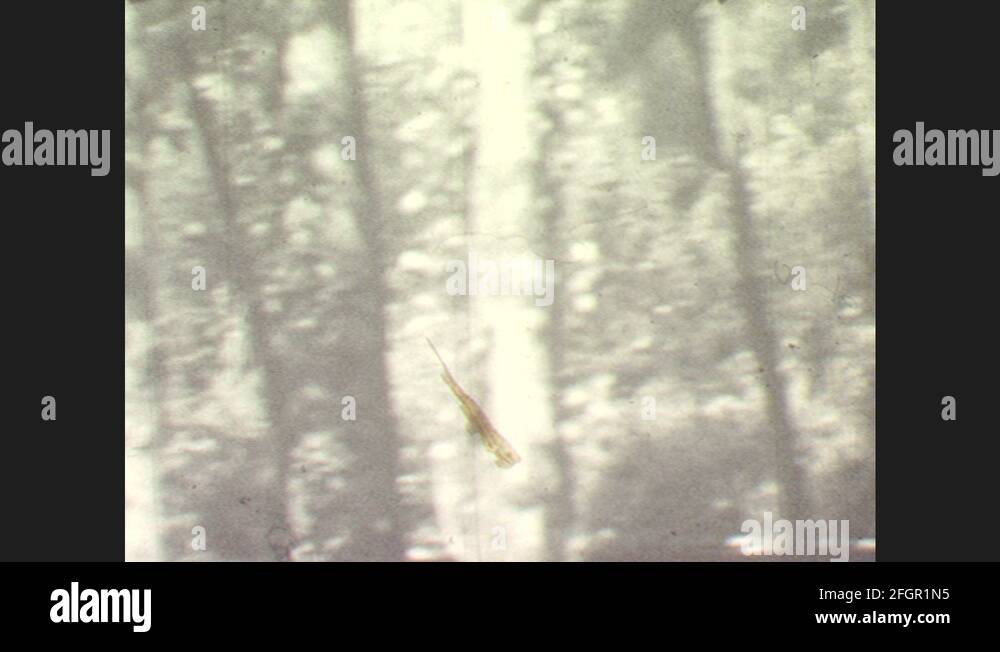 Blank trees Stock Videos & Footage - HD and 4K Video Clips - Alamy