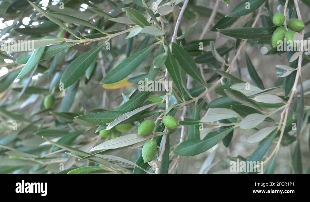 Healthy olive tree Stock Videos & Footage - HD and 4K Video Clips - Alamy