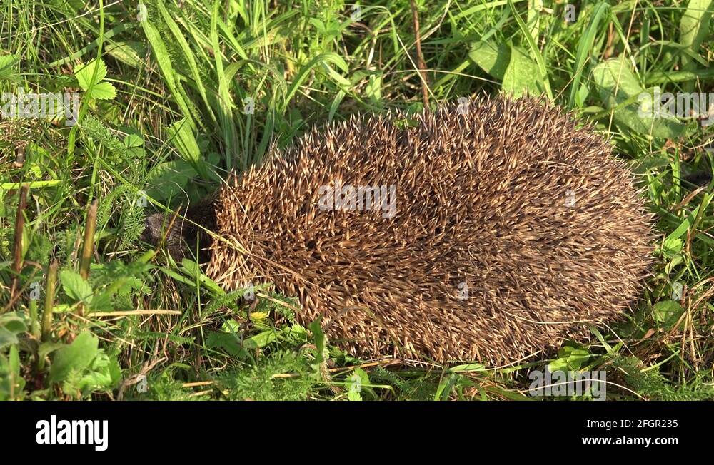 Hedge habitat Stock Videos & Footage - HD and 4K Video Clips - Alamy