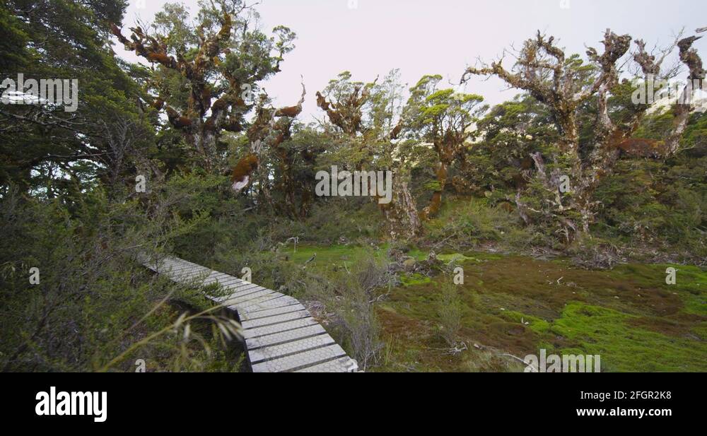 Routeburn trail Stock Videos & Footage - HD and 4K Video Clips - Alamy