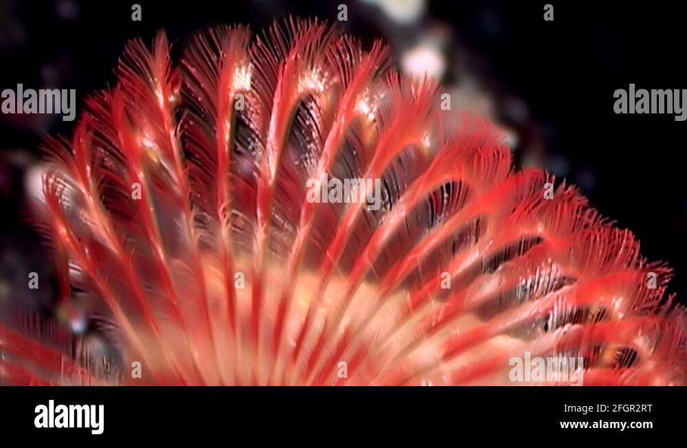 Polychaete tube worm Stock Videos & Footage - HD and 4K Video Clips - Alamy